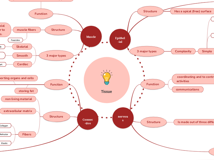 Tissue - Mindmap - Voorbeeld